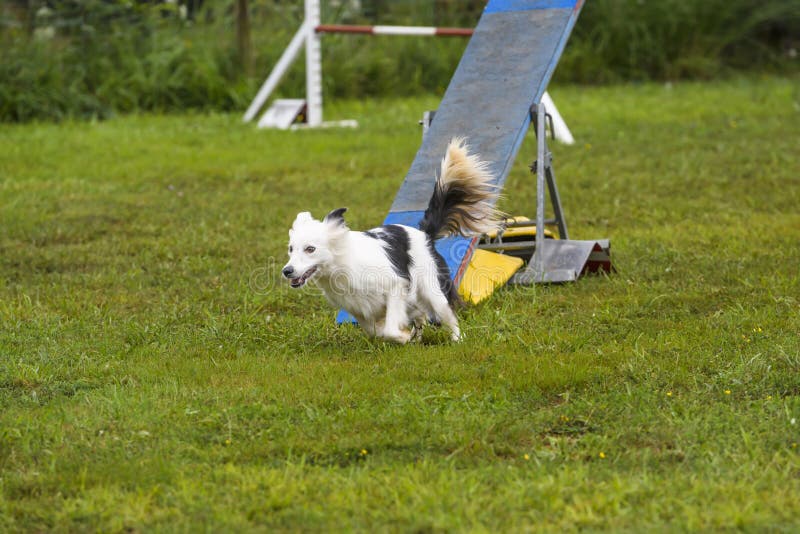 Dogs in an Agility Competition Editorial Stock Photo - Image of puppy ...