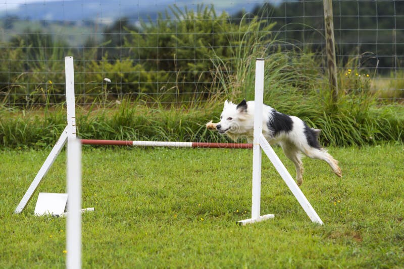 Dogs in an Agility Competition Editorial Photo - Image of training ...