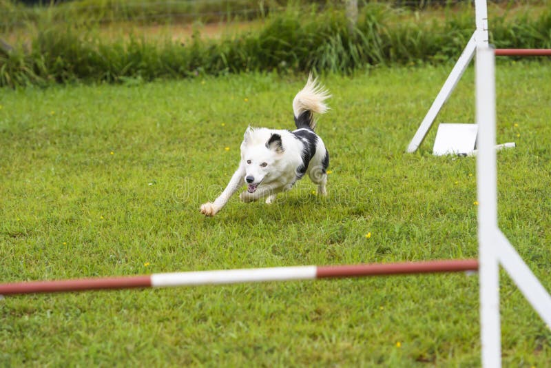 Dogs in an Agility Competition Editorial Photo - Image of puppy, animal ...
