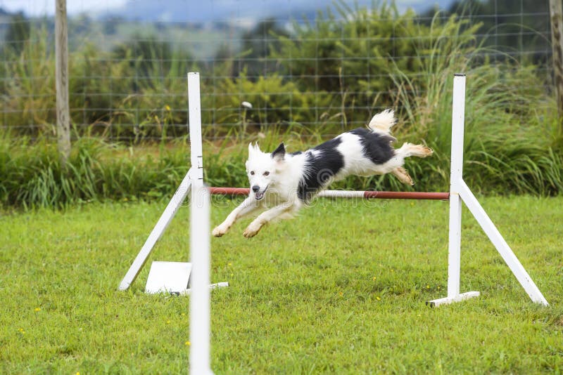 Dogs in an Agility Competition Editorial Stock Image - Image of animal ...