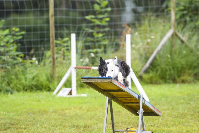 Dogs in an Agility Competition Editorial Photo - Image of obedience ...