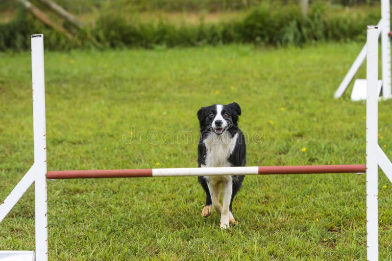 Dogs in an Agility Competition Editorial Stock Image - Image of canine ...