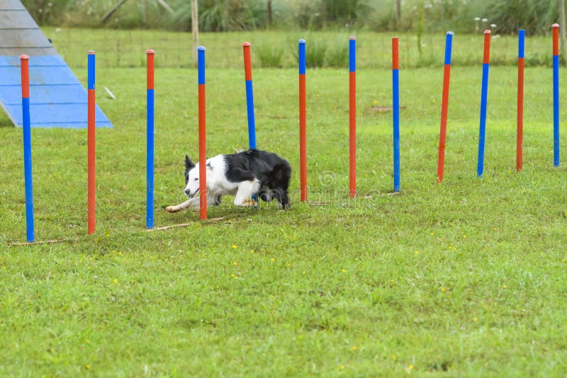 Dogs in an Agility Competition Editorial Stock Image - Image of canine ...
