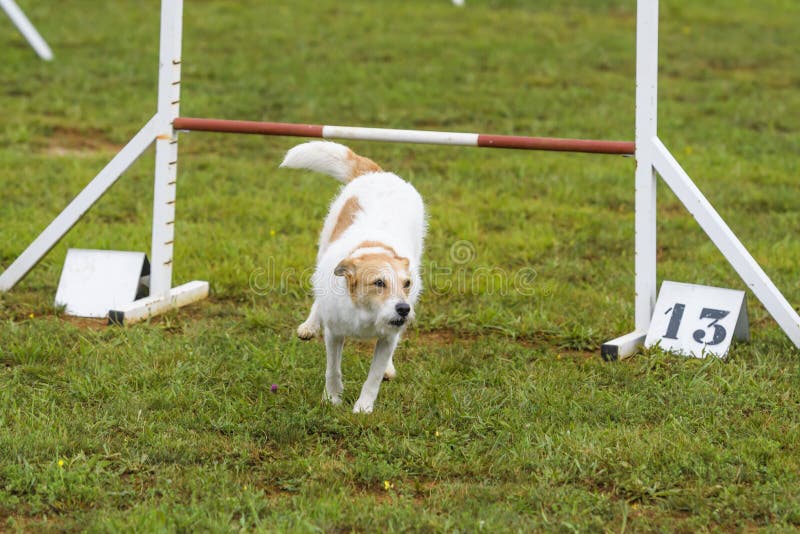 Dogs in an Agility Competition Editorial Photography - Image of ...
