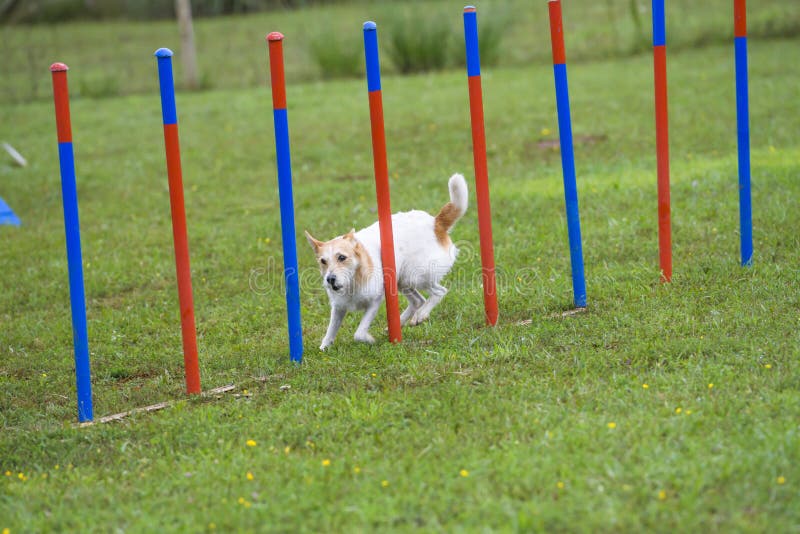 Dogs in an Agility Competition Editorial Stock Image - Image of ...