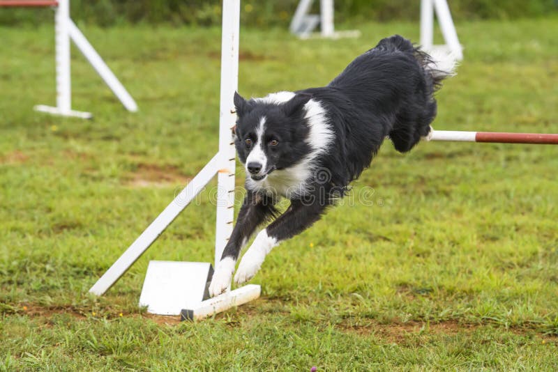 Dogs in an Agility Competition Editorial Stock Photo - Image of ...