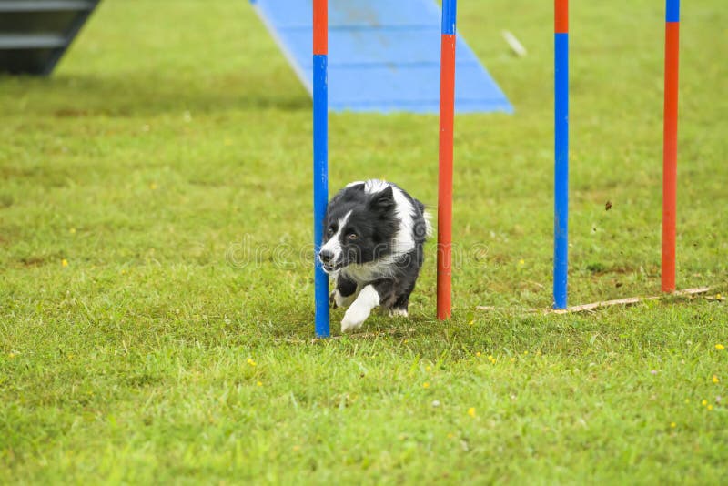 Dogs in an Agility Competition Editorial Photo - Image of canine ...