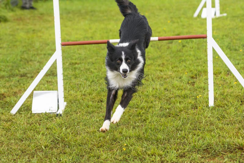 Dogs in an Agility Competition Editorial Image - Image of sport ...