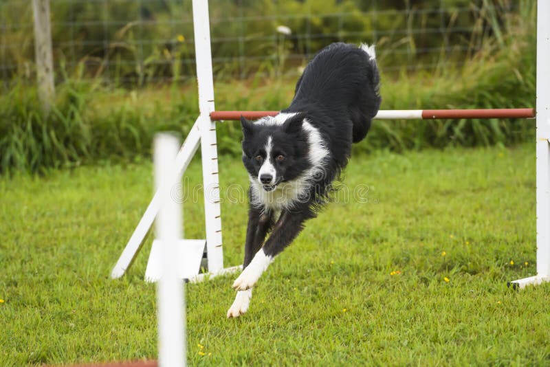 Dogs in an Agility Competition Editorial Photography - Image of animal ...
