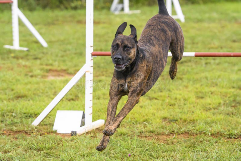 Dogs in an Agility Competition Editorial Stock Image - Image of agile ...