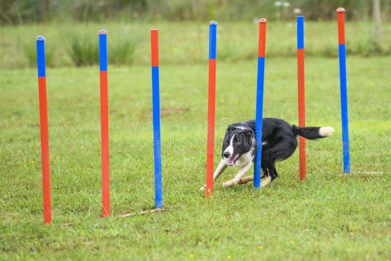 Dogs in an Agility Competition Stock Photo - Image of obedience ...