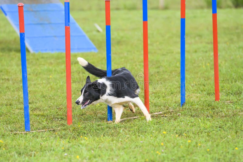 Dogs in an Agility Competition Stock Image - Image of domestic, animal ...