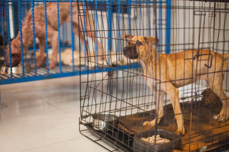 Scared Dog In Shelter Cage With Sad Crying Eyes , Emotional Moment ...