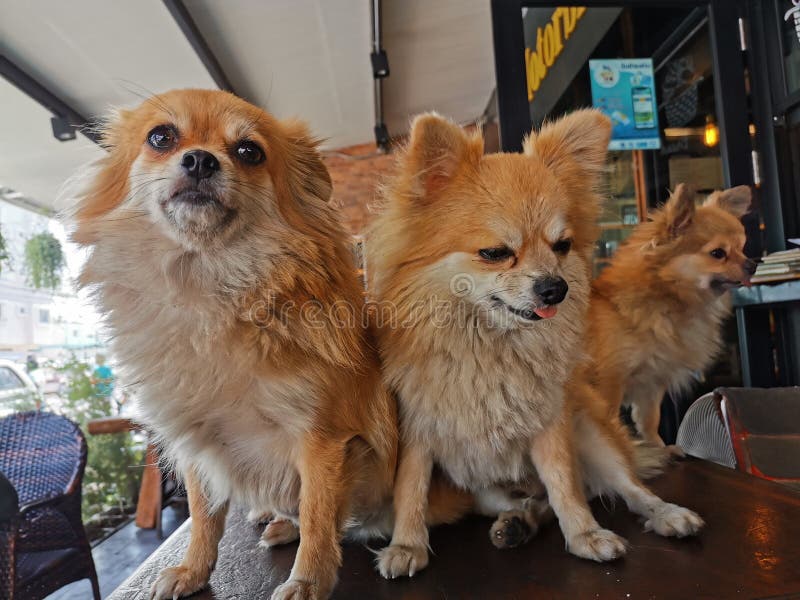 Dogs Bangkok ðŸ ¶ editorial photo. Image of dogs, mini - 214743071