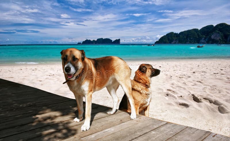 Dogs on the beach stock image. Image of nature, beauty - 11001261