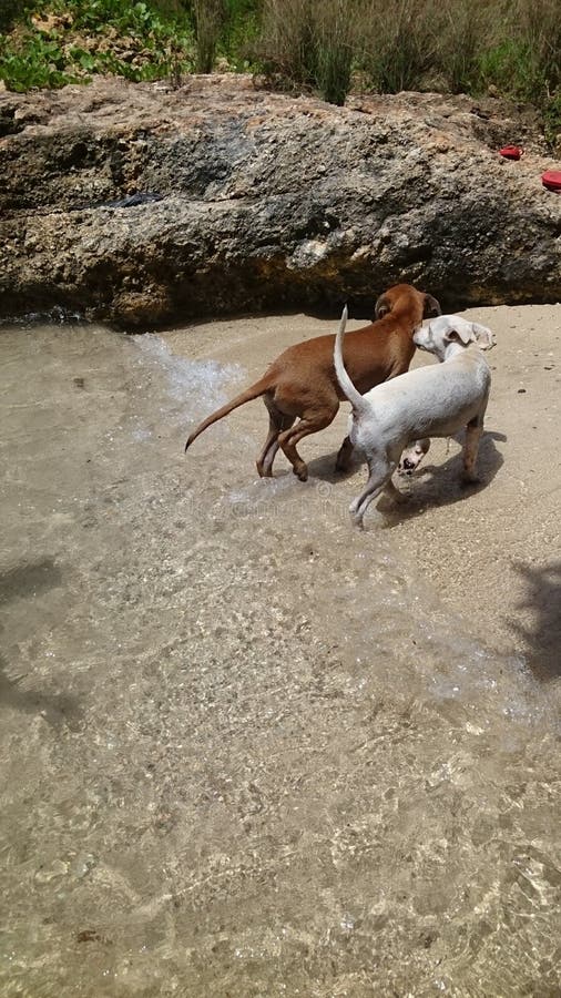 Dogs on the beach stock photo. Image of snow, animal - 198963212
