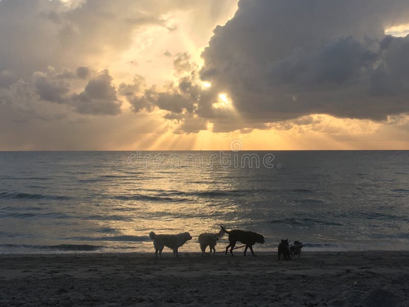 Dogs On The Beach At Sunrise Stock Photo - Image of beach, tiwi: 11850054