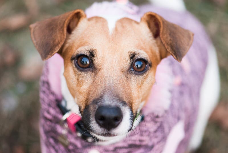 Begging Face of Small Dog with Big Standing Ears Stock Photo - Image of ...