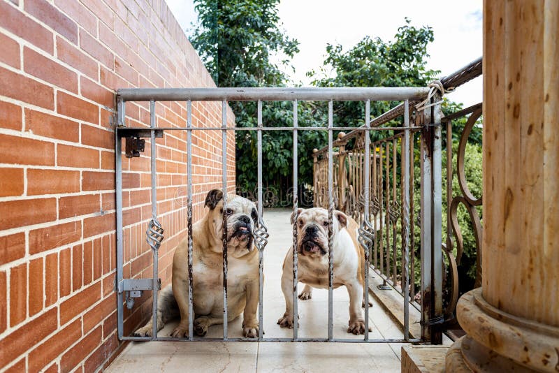 Dogs Behind Bars with Sad Faces Stock Image - Image of animal, guard ...