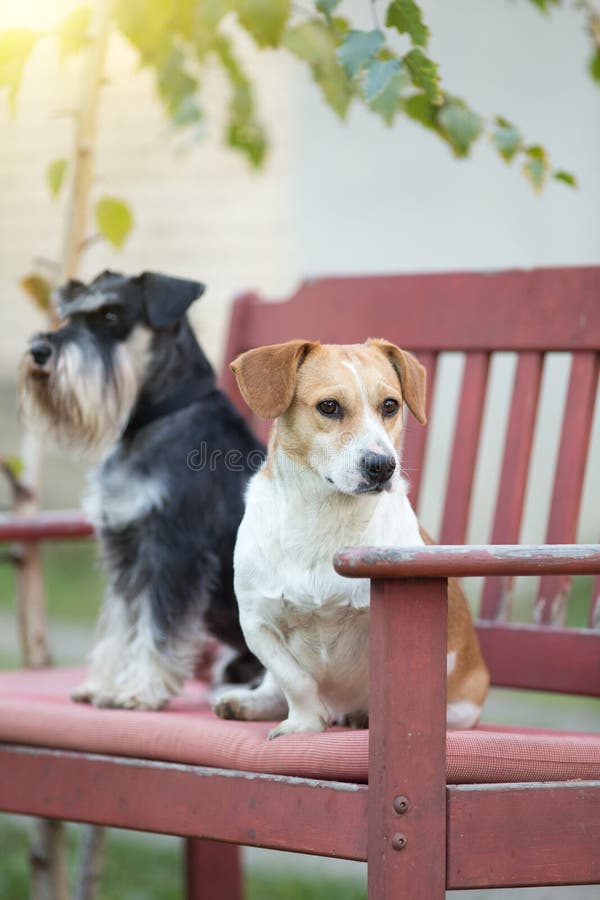 Dogs on bench stock image. Image of outdoor, curiosity - 62367373
