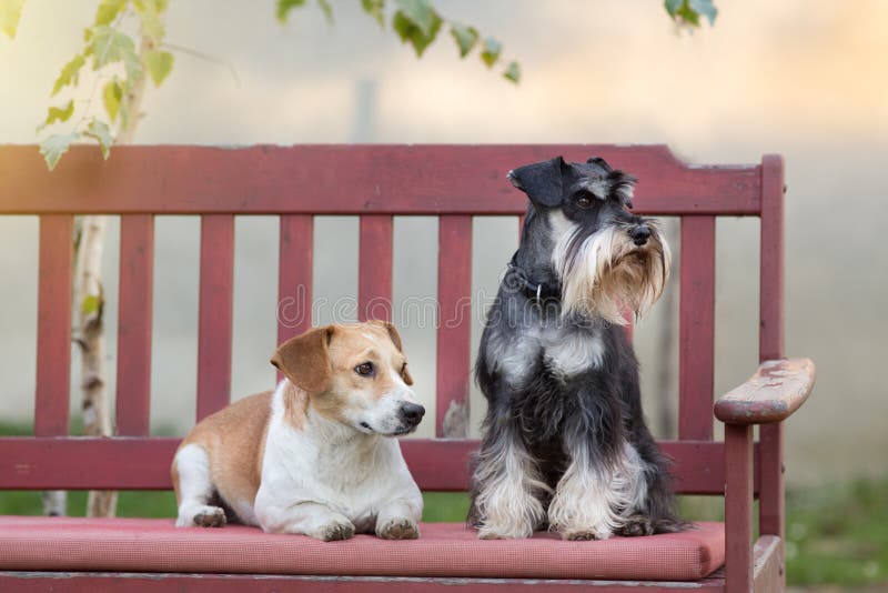 Dogs on bench stock image. Image of relaxation, breed - 62367351