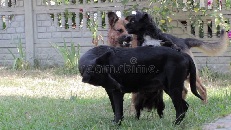 Dogs bite stock video. Video of action, animals, fight - 58169235