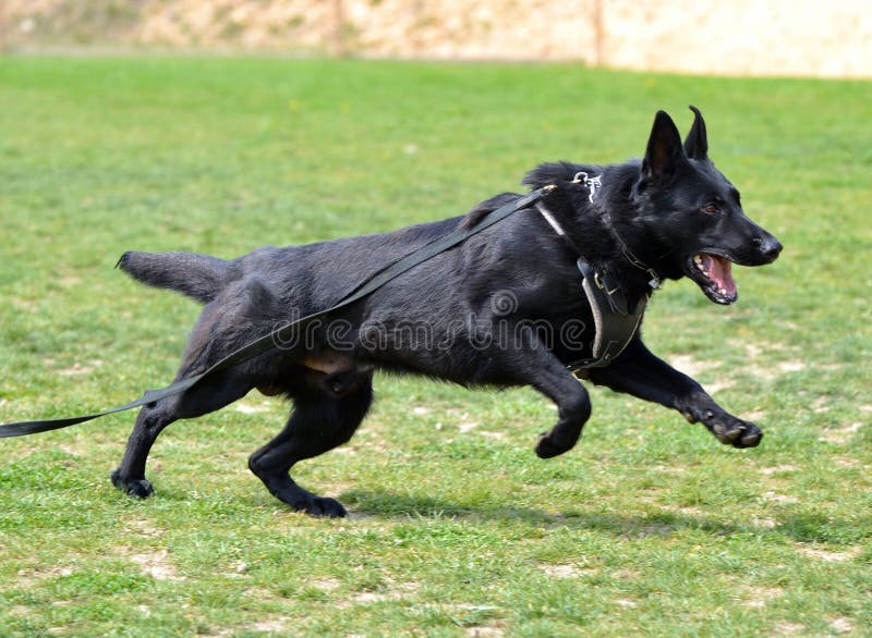 Black German Shepherd Puppy Stock Image - Image of friend, studio: 36053517