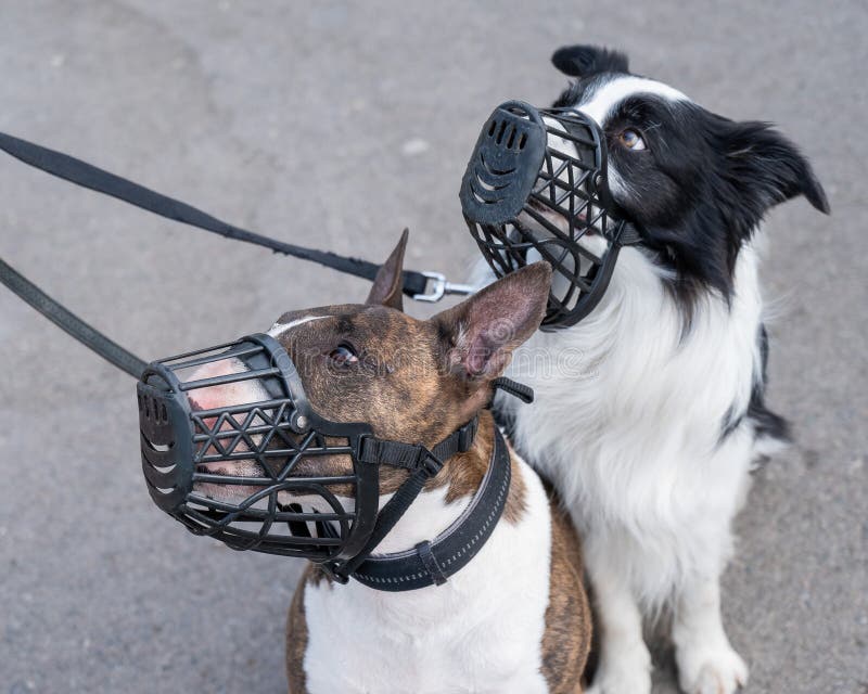 Dogs Border Collie and Bull Terrier in Muzzles and on Leashes on a Walk ...