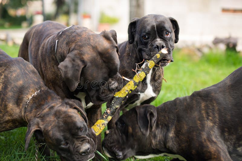 Dogs Boxer stock photo. Image of grass, playing, green - 30510084