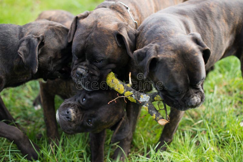 Dogs Boxer stock photo. Image of nature, grass, brown - 30510116