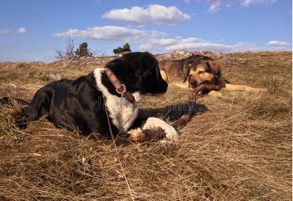 Dogs with branch stock image. Image of dogs, peace, meadow - 60395809