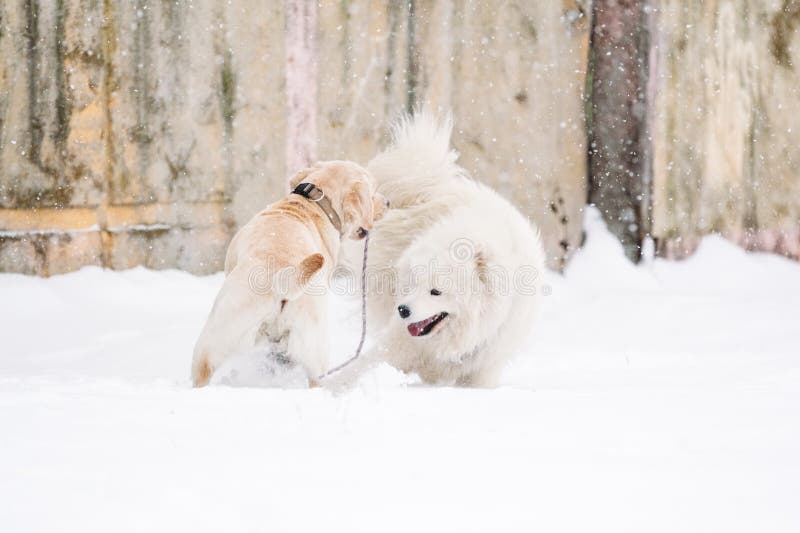 Dogs of the Breed Samoyed and Labrador in Winter Stock Image - Image of ...