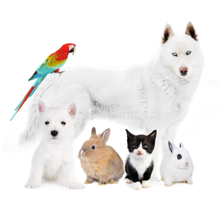 Dogs,cat, bird, rabbits stock photo. Image of pedigree - 30460594