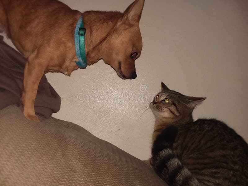 Dogs & cats stock image. Image of dogs, cats, meets - 135834027