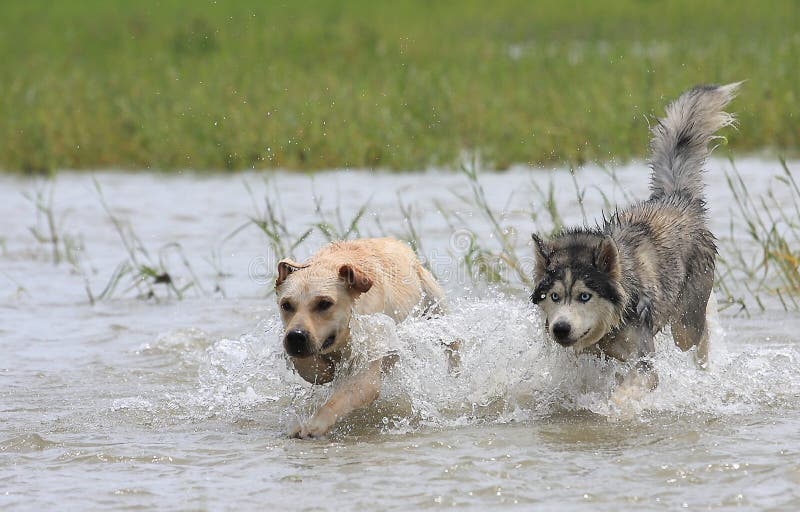 Dogs chasing stock image. Image of black, outdoor, mammal - 15692311