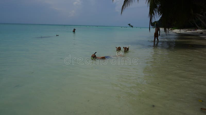 Dogs chasing each other stock photo. Image of grass, fence - 12408372