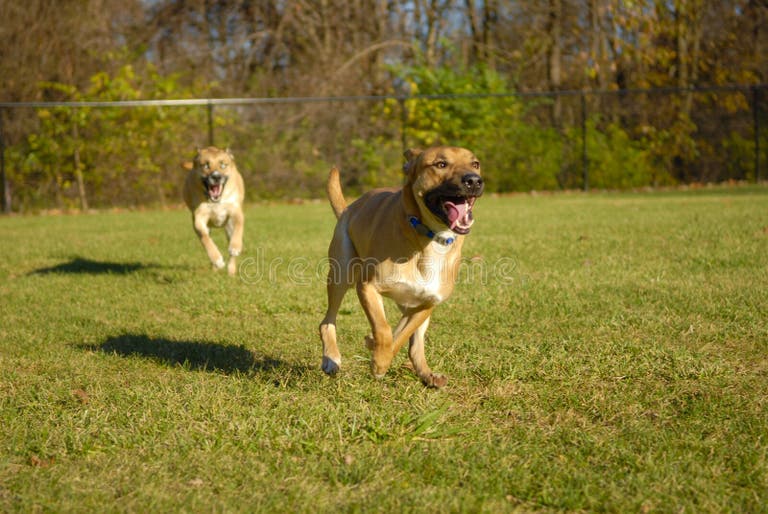 Dogs chasing each other stock photo. Image of grass, fence - 12408372