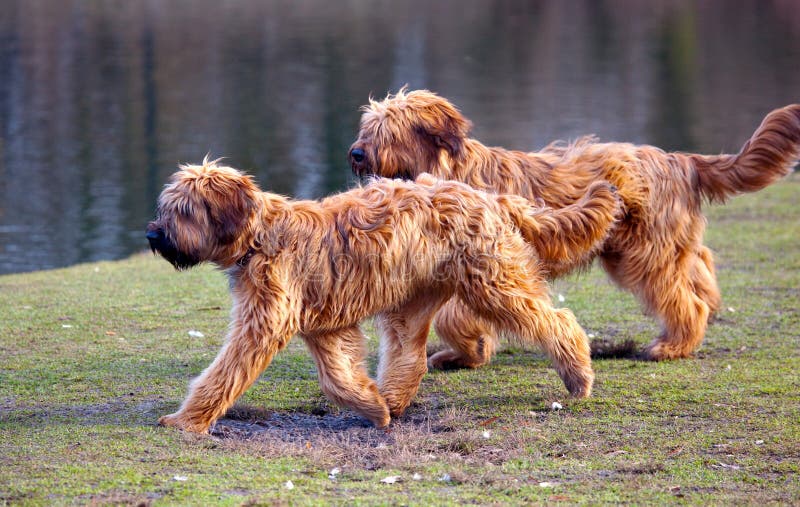 Dogs chasing each other stock photo. Image of grass, fence - 12408372