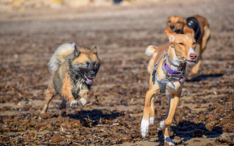 Dogs Chasing Each Other on the Beach Stock Image - Image of canine ...