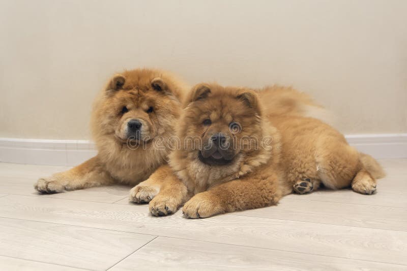 Dogs of the Chow Chow Breed Lie on the Floor Stock Photo - Image of ...