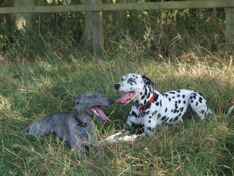 Dogs Cooling Off stock image. Image of friend, collar - 170811651