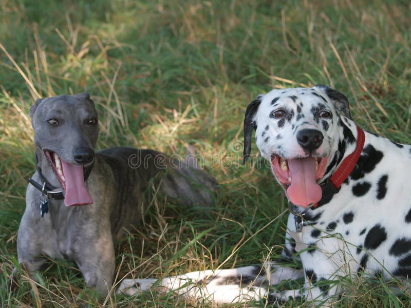Dogs Cooling Off stock photo. Image of dalmatian, pant - 170811688