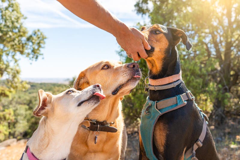 Group of Dogs Eating from the Hand of Their Owner in the Forest Stock ...