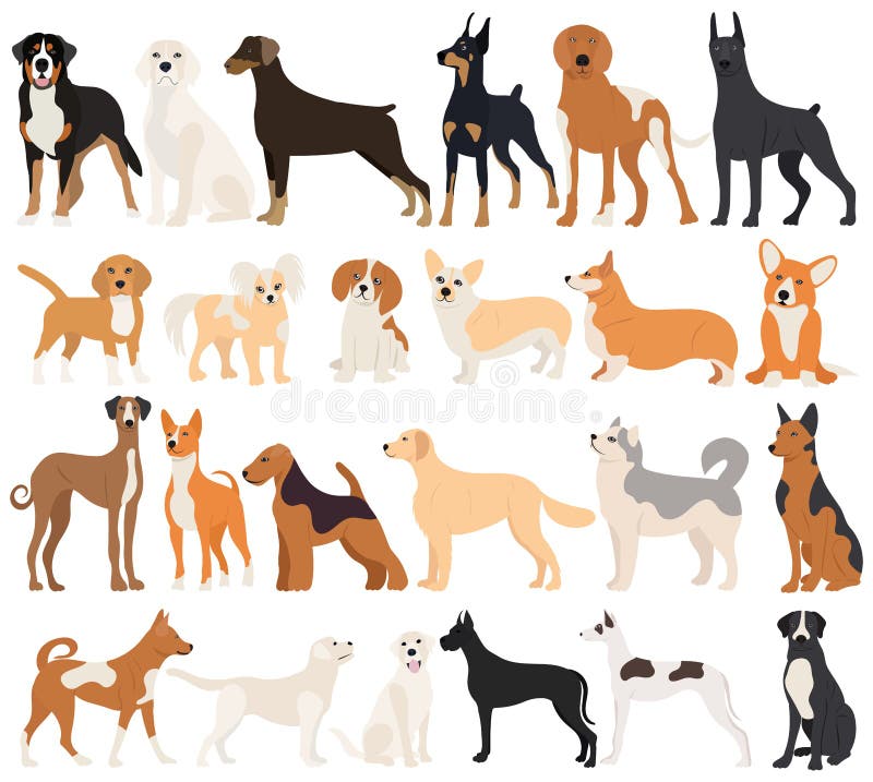 Dogs of Different Breeds Set, Collection in Flat Design Stock Vector ...