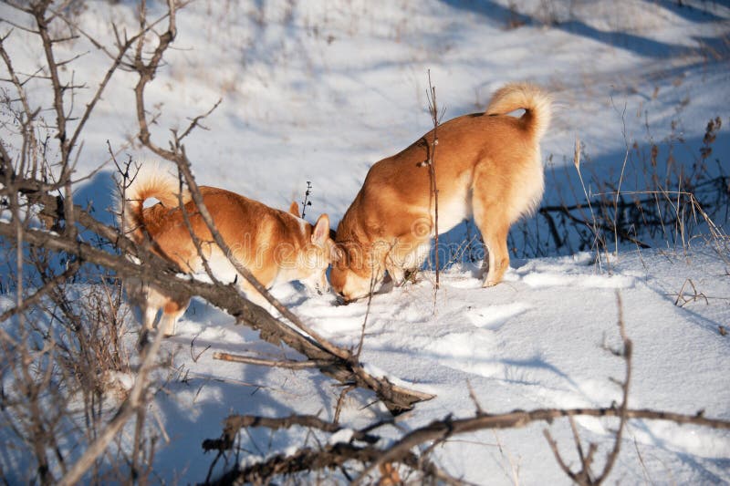 Dogs Digging Snow. Friendship and Fun. Stock Image - Image of playful ...