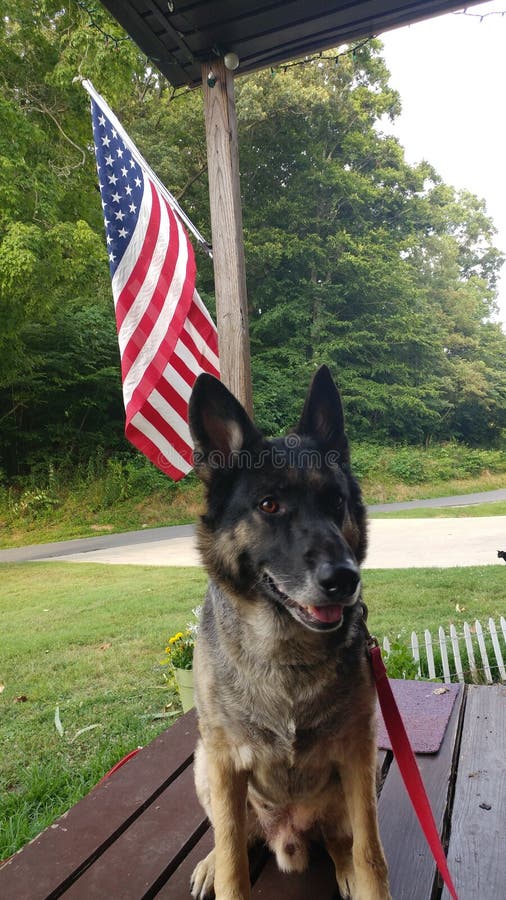 Dogs stock photo. Image of daytime, flag, shepard, german - 91691388
