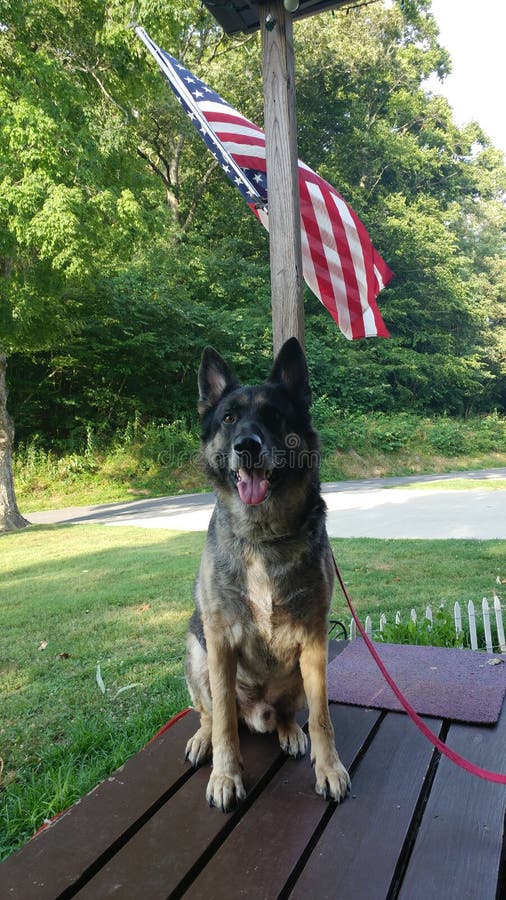 Dogs stock photo. Image of flag, plant, snout, german - 91691402