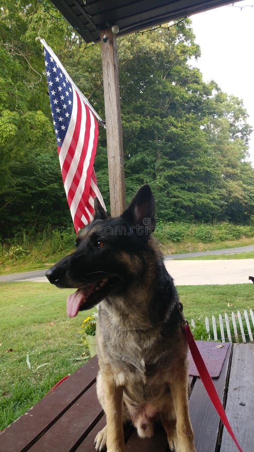 Dogs stock photo. Image of flag, dogs, daytime, german - 91691404