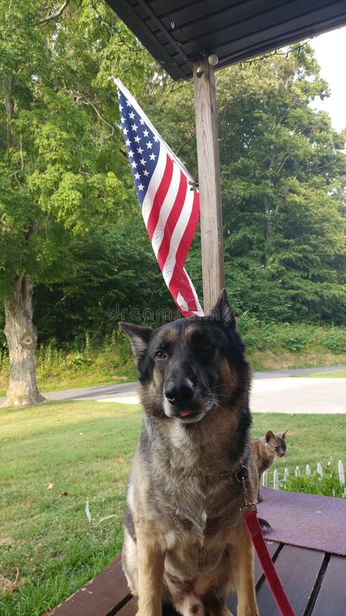 Dogs stock image. Image of german, flag, dogs, outside - 91691413