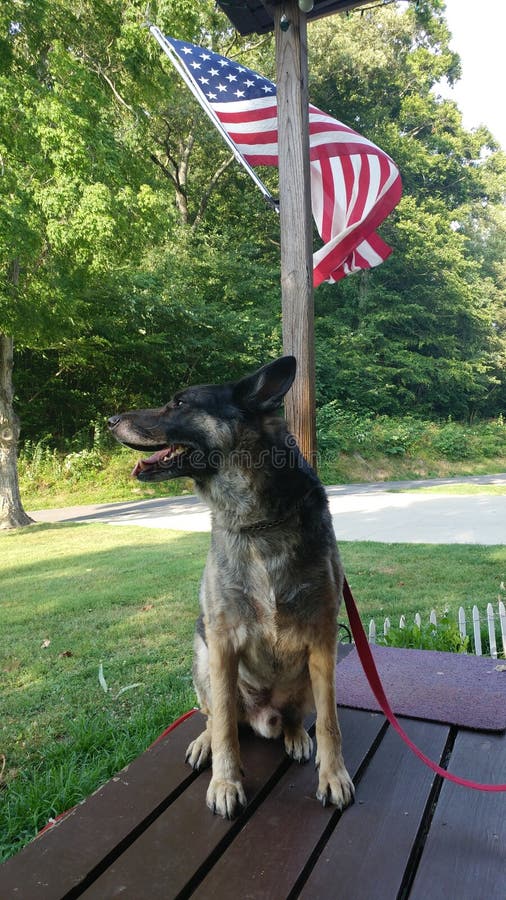Dogs stock photo. Image of tree, grass, flag, outside - 91691446